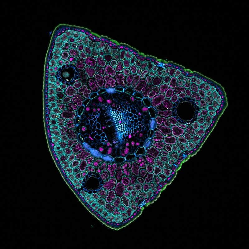 Plant: Stone Pine Needle Prepared Microscope Slide Products